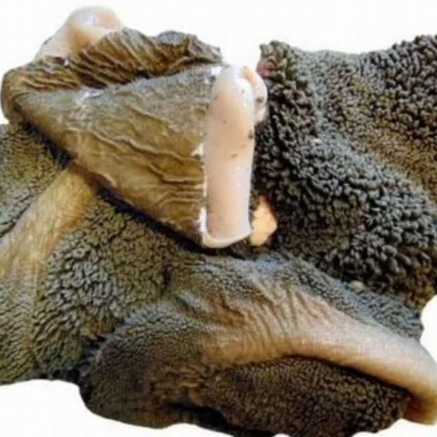 Мясо для собак рубец