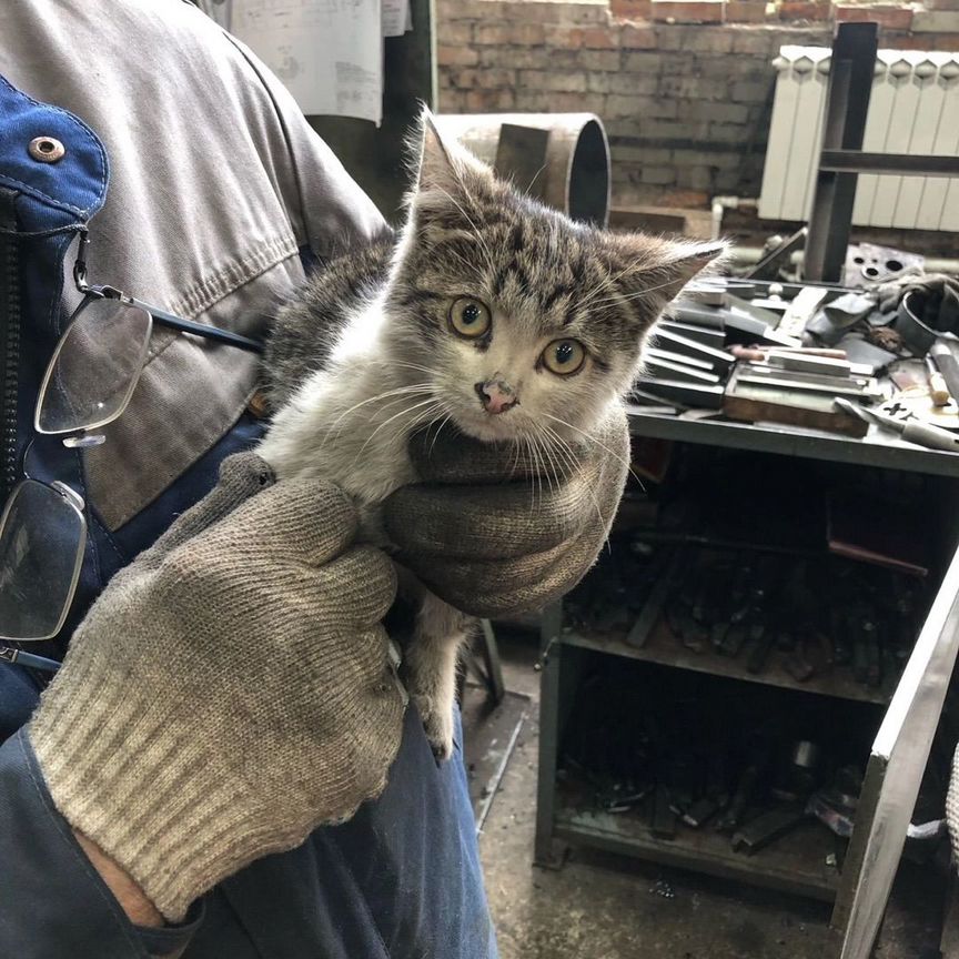 Котенок в добрые руки
