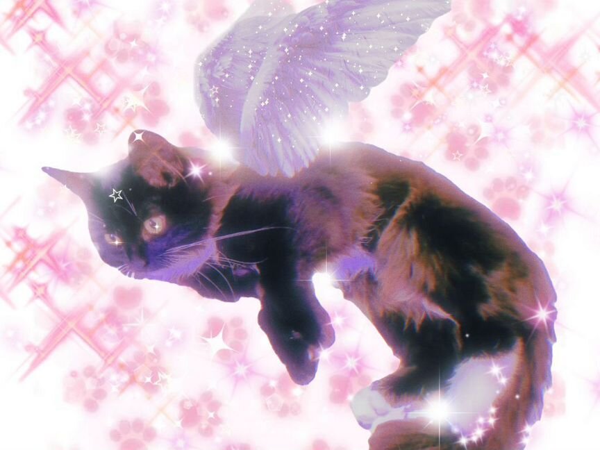 Найден котенок