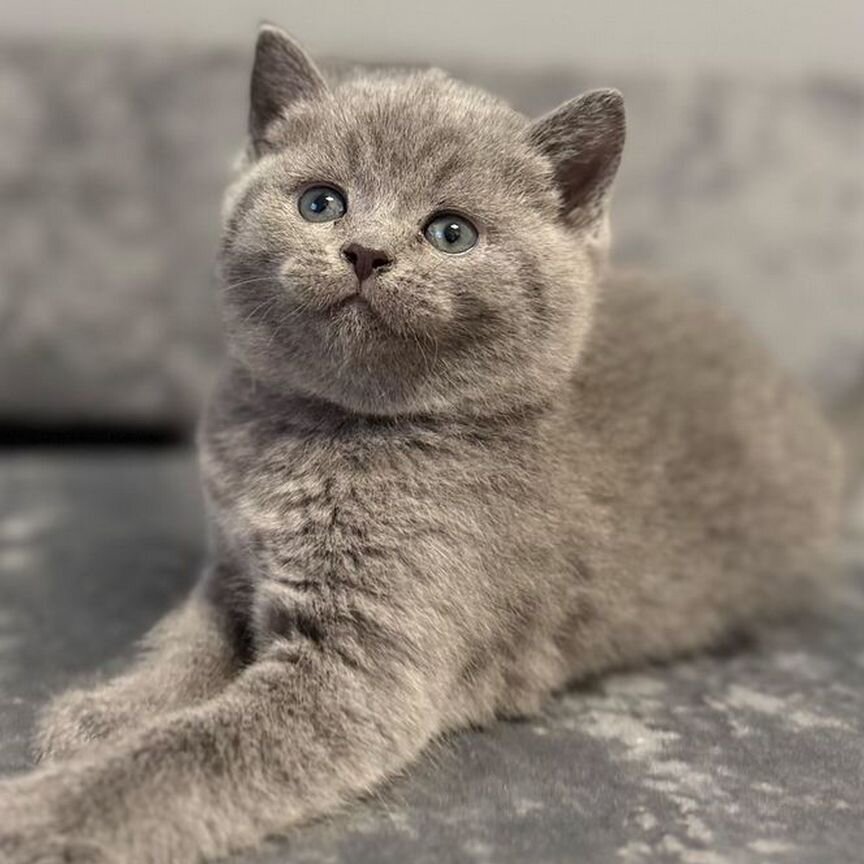 Шотландский вислоухий короткошёрстный котёнок