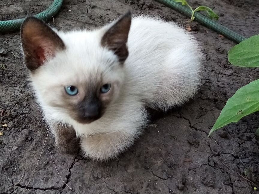 Сиамские котята