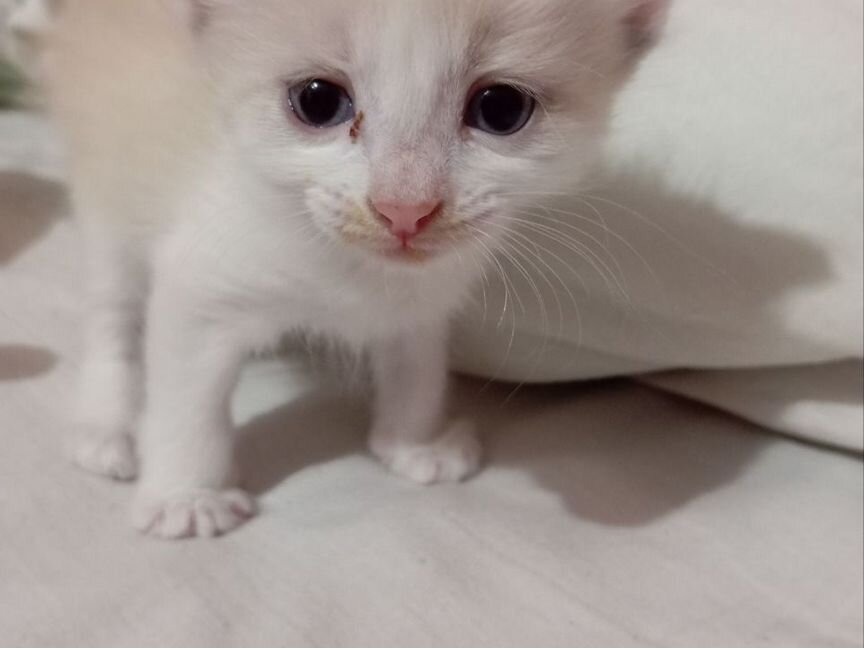 Котенок Стёпа