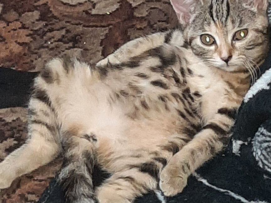 Отдам котенка