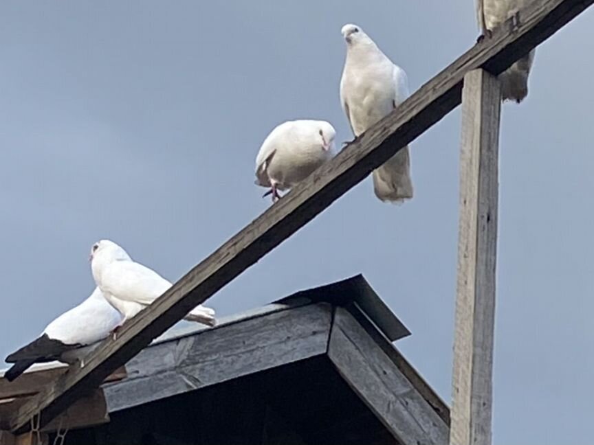 Белые голуби