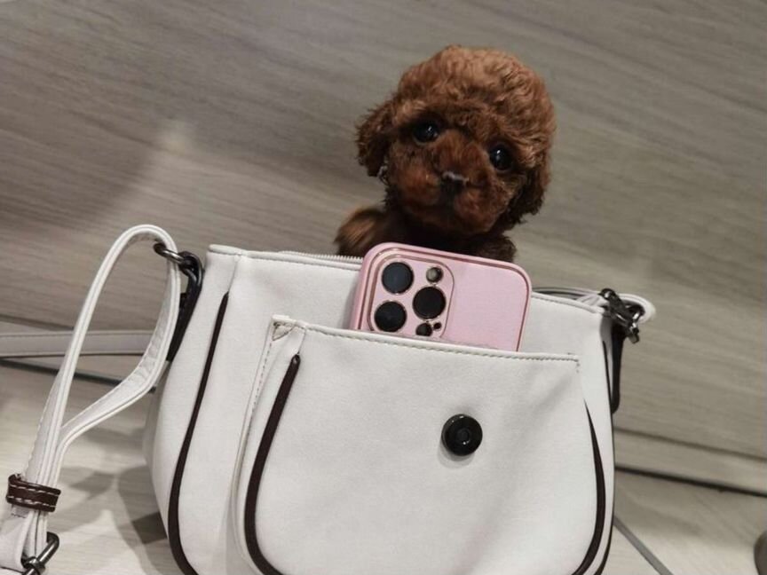 Мальтипу микро Тедди