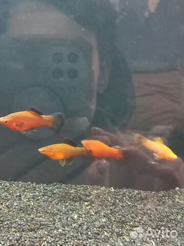 Аквариумные рыбки меченосцы