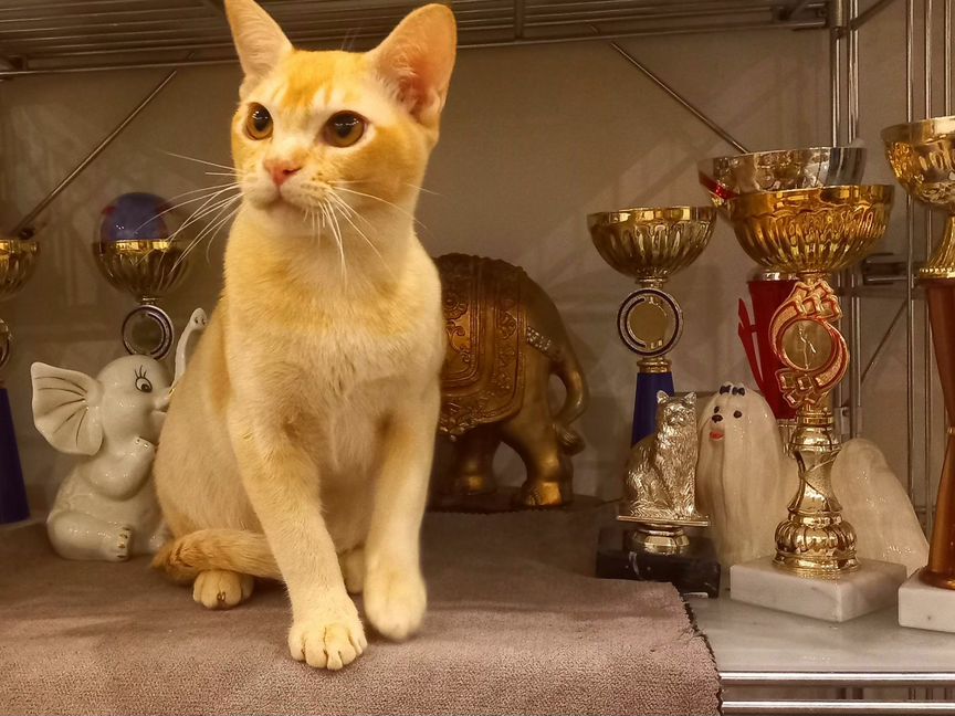 Бурманский котик Солнечный Винтаж
