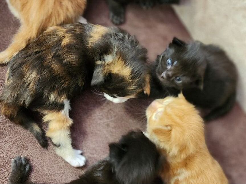 Котята мейн-кун