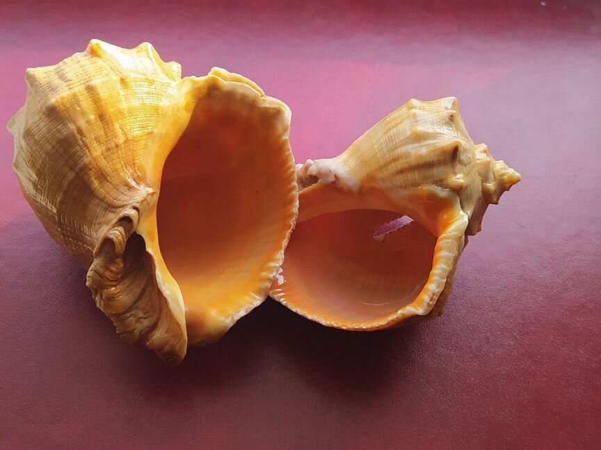 Морские ракушки раковины