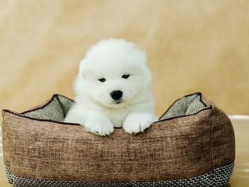 Щенки самоеда