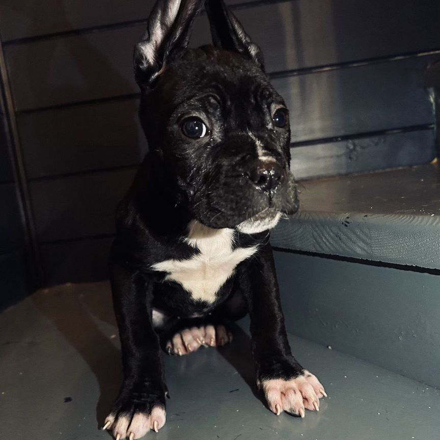 Кане-корсо, щенок