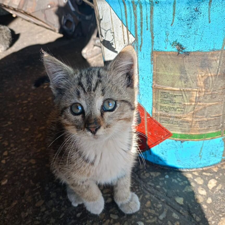Отдадим котят