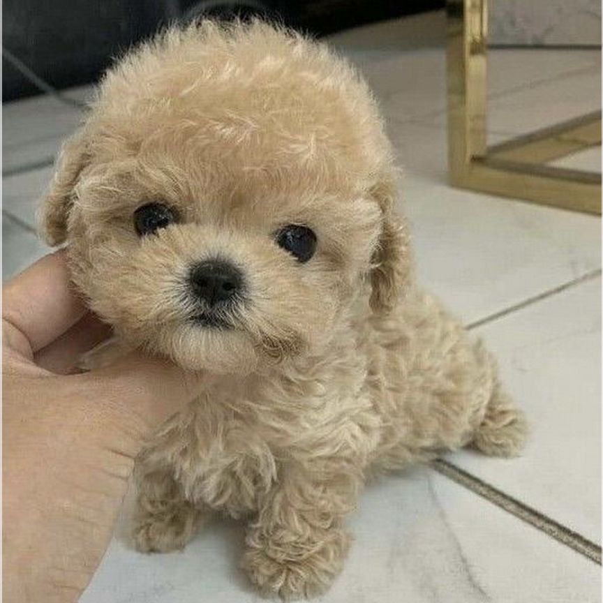 Мальтипу, щенок