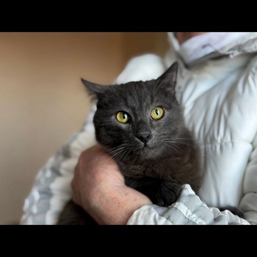 Кот Филимон 7 месяцев