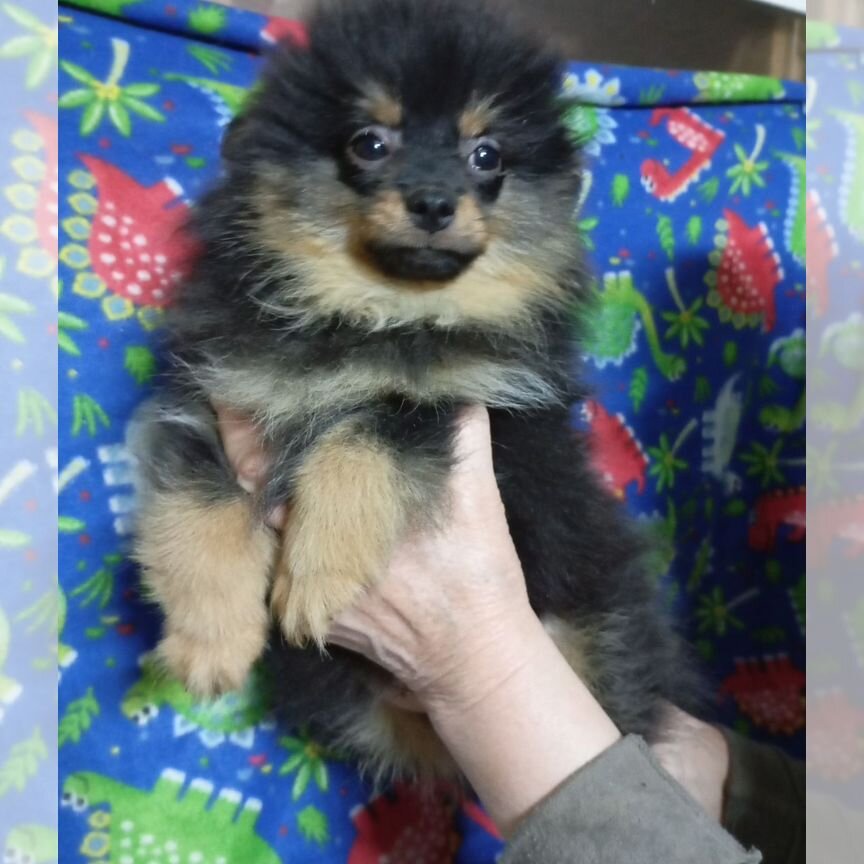 Померанский шпиц, щенок