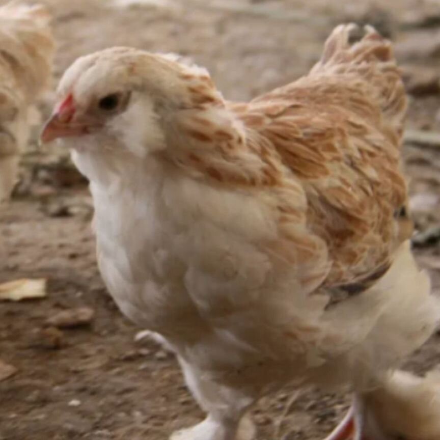 Цыплята Фавероль. Виандот