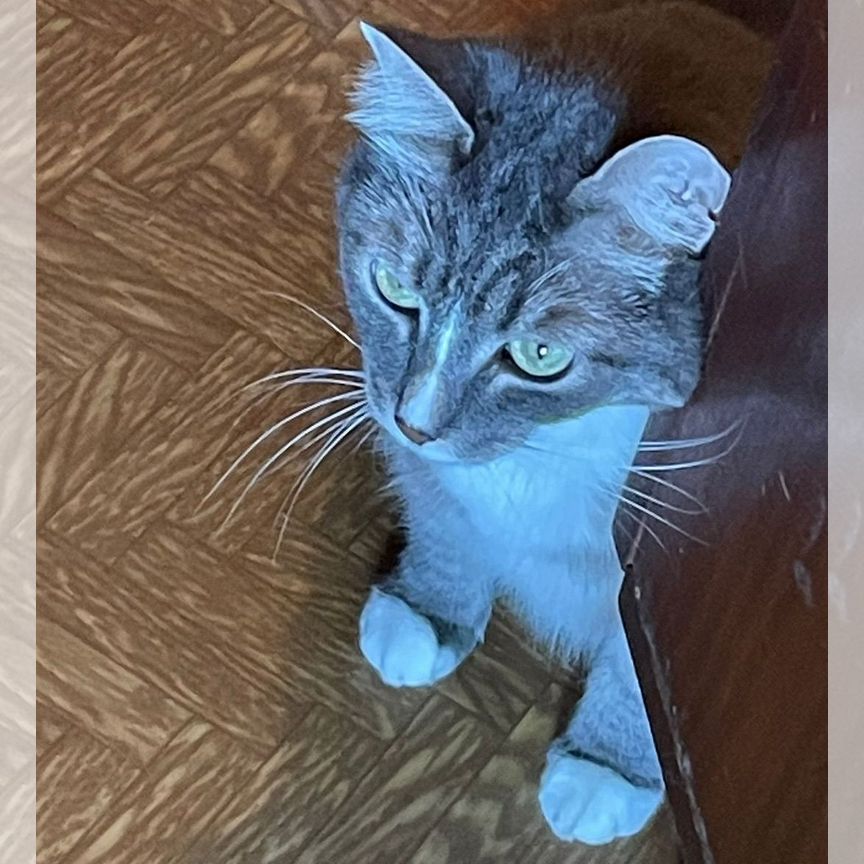 Пристраиваем двух стерилизованных кошек