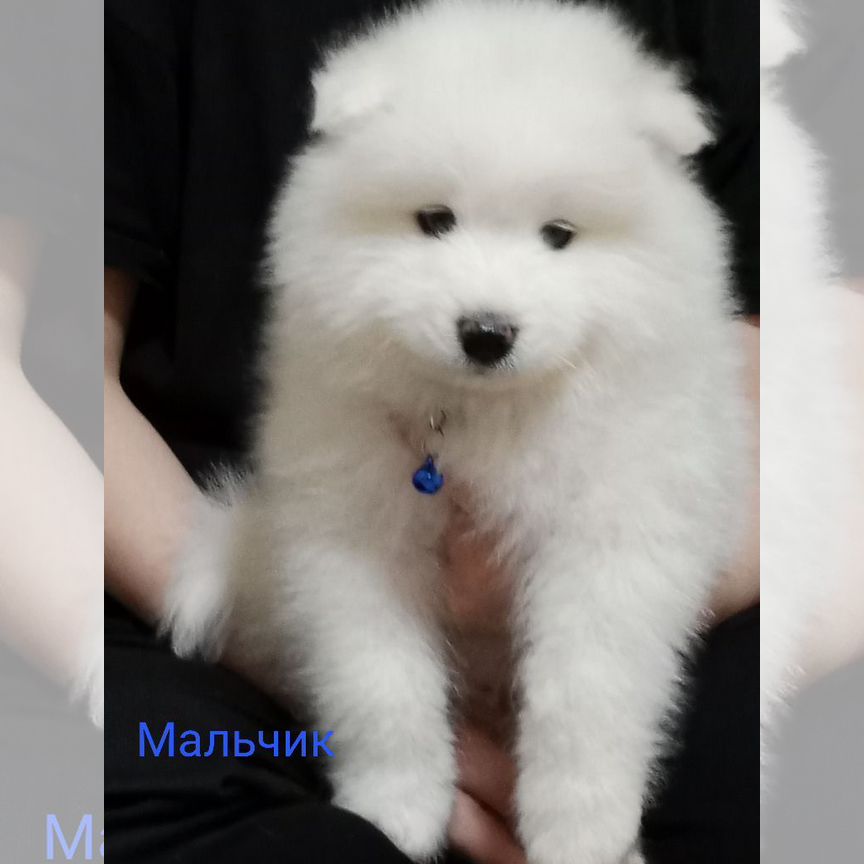 Самоеды малыши