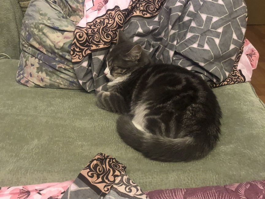 Британские котята