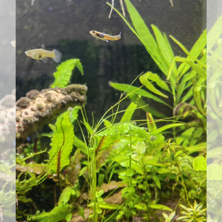 Гуппи эндлера