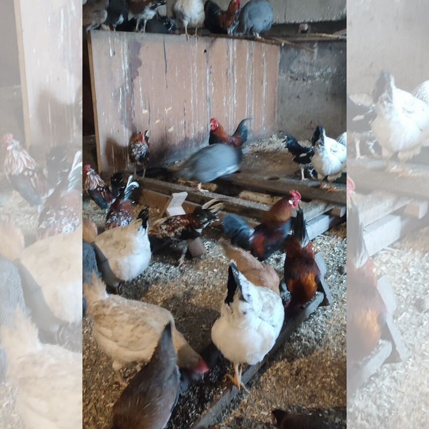 Карликовые петушки бентамки