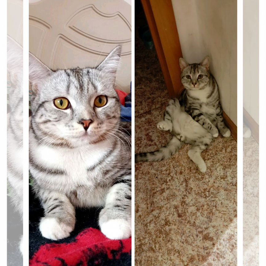 Отдам в добрые руки котика шотландского