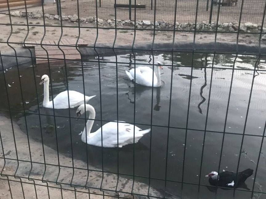 Пивная дробина