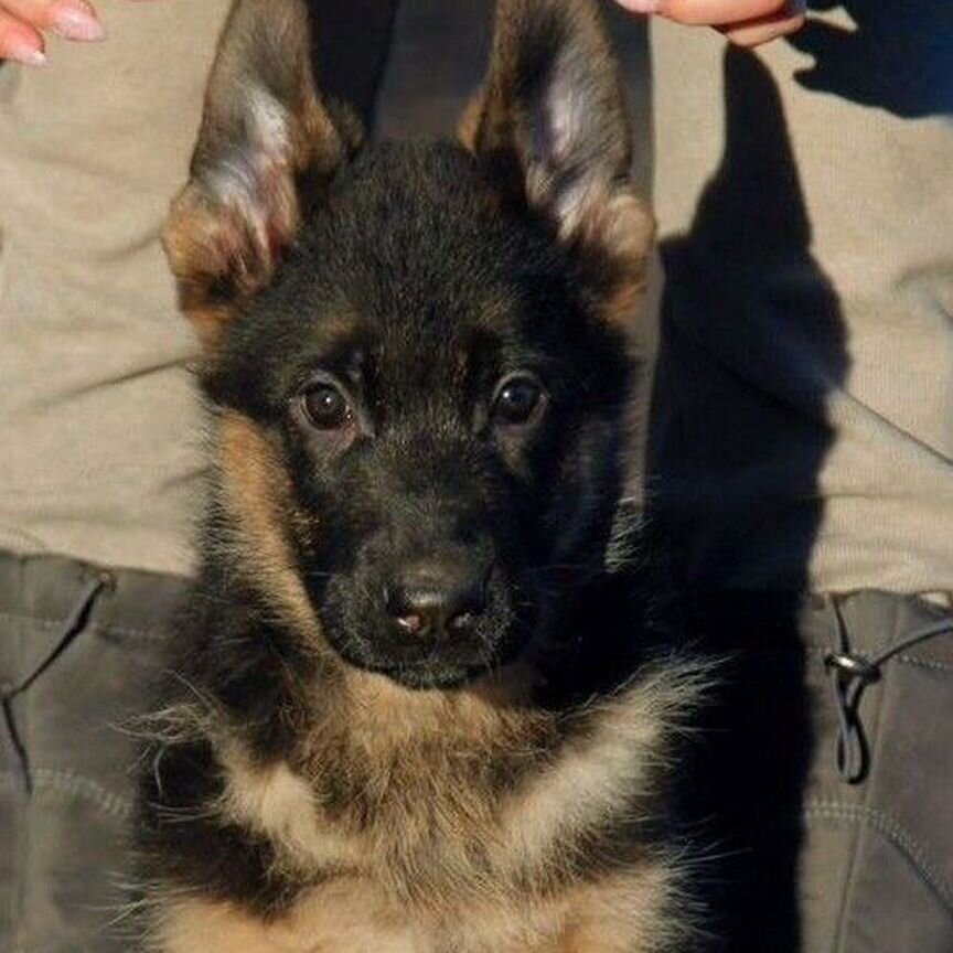 Немецкая овчарка кобель