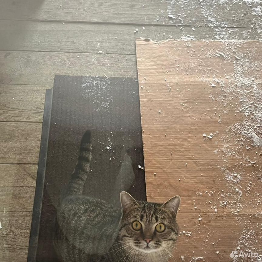 Кот в хорошие руки