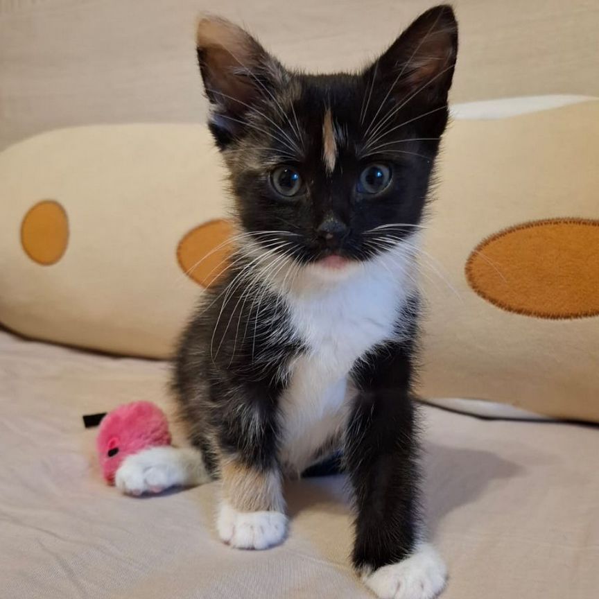 Котёнок девочка