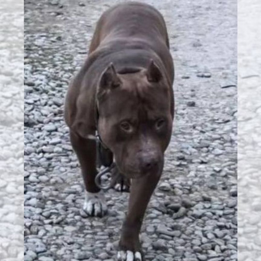 Найдена собака американский булли