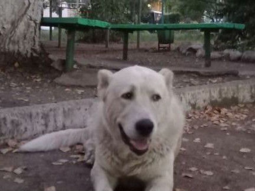 Среднеазиатская овчарка алабай