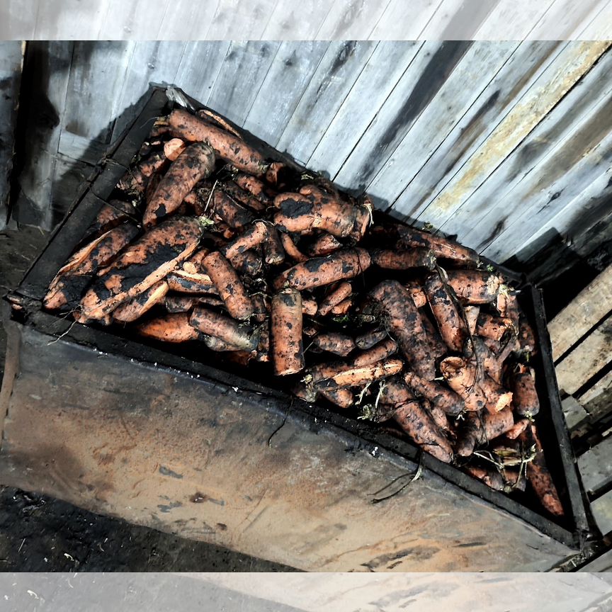 Нестандарт морковь