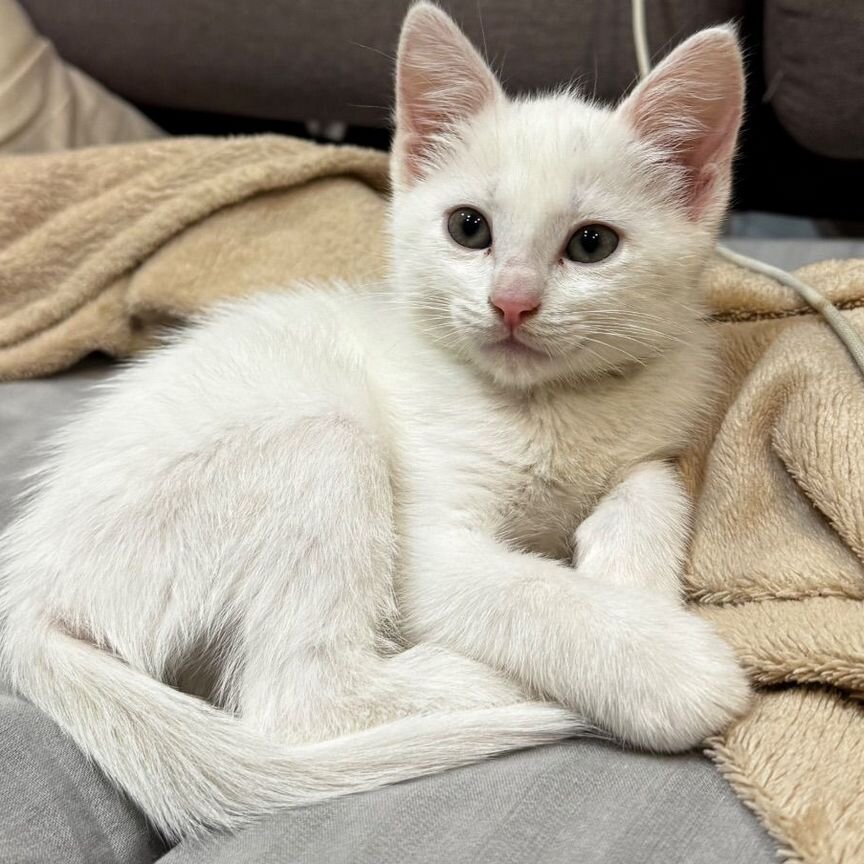 Котёнок в добрые руки
