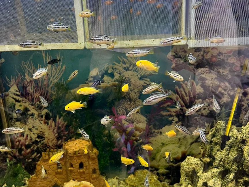 Малавийские цихлиды