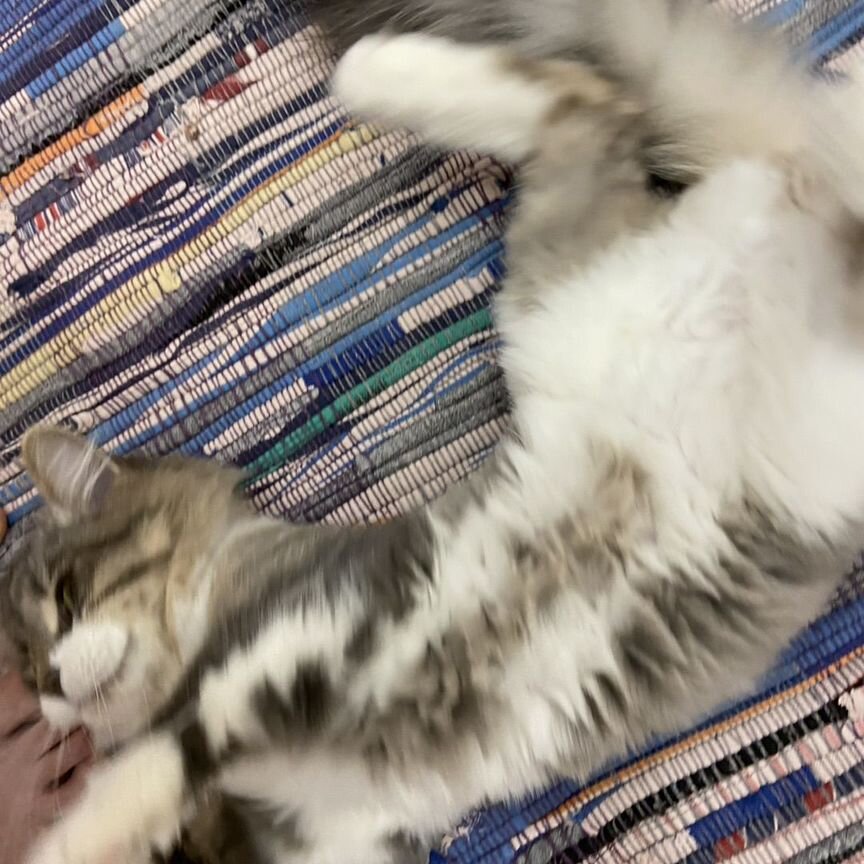 Кошечка Микра