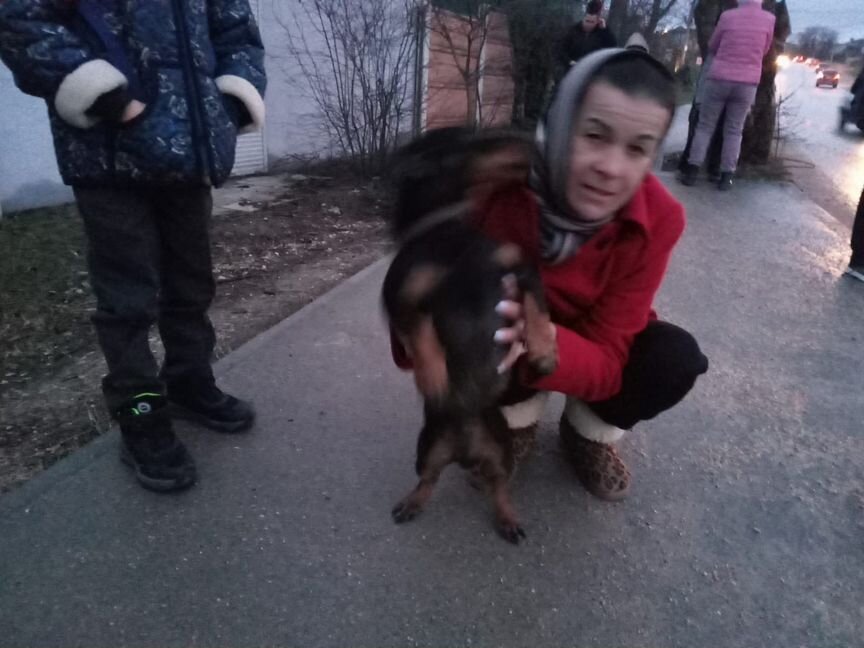 Такса потеряшка