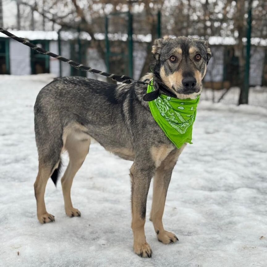 Собака в добрые руки