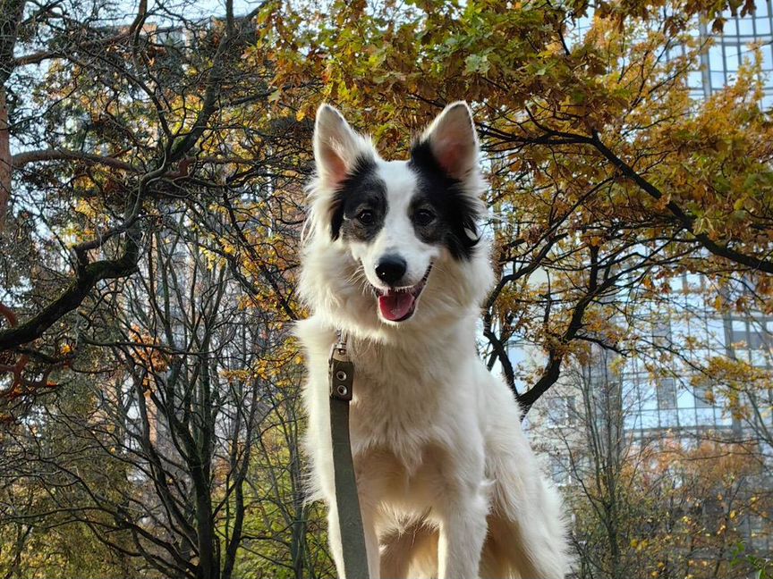 Собака в добрые руки отдам бесплатно