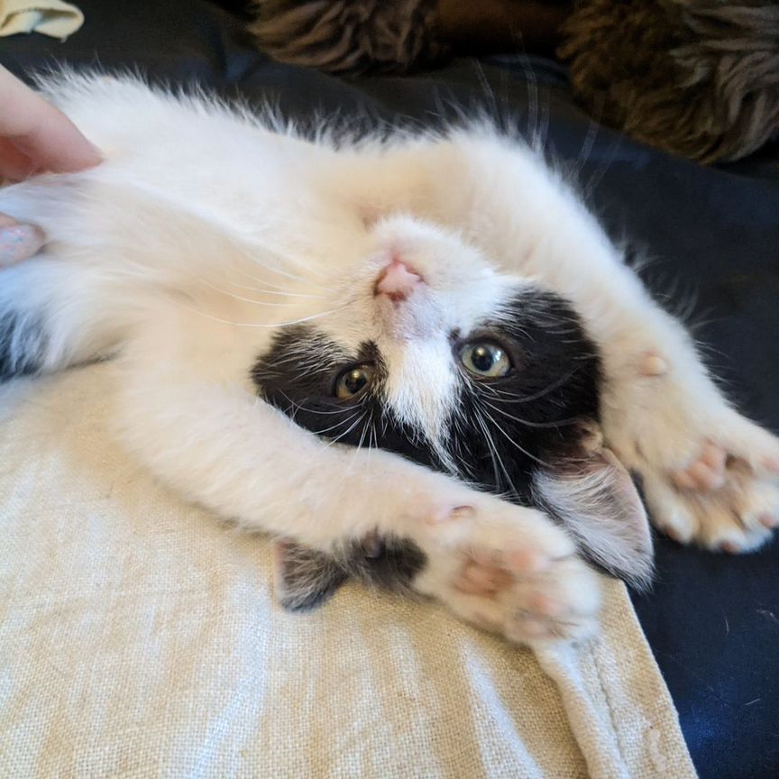 Котята в добрые руки SOS