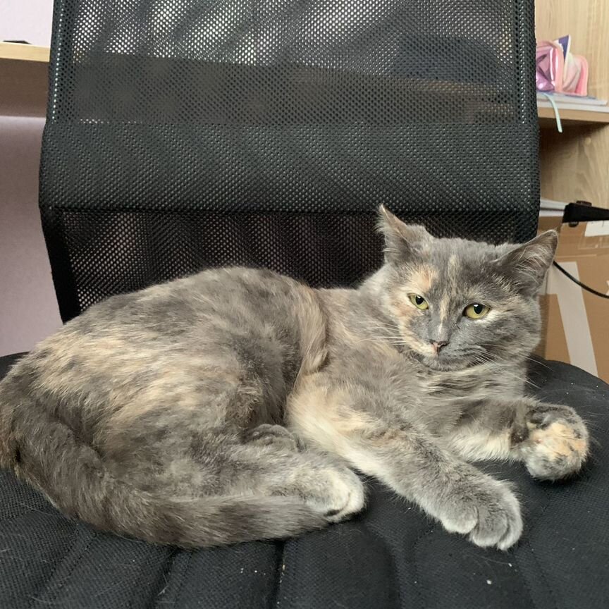 Кошечке 5.5 месяцев нужен дом