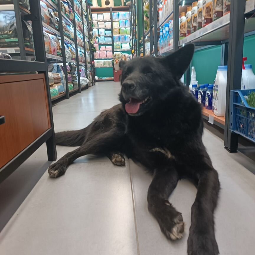 Собака в добрые руки отдам бесплатно