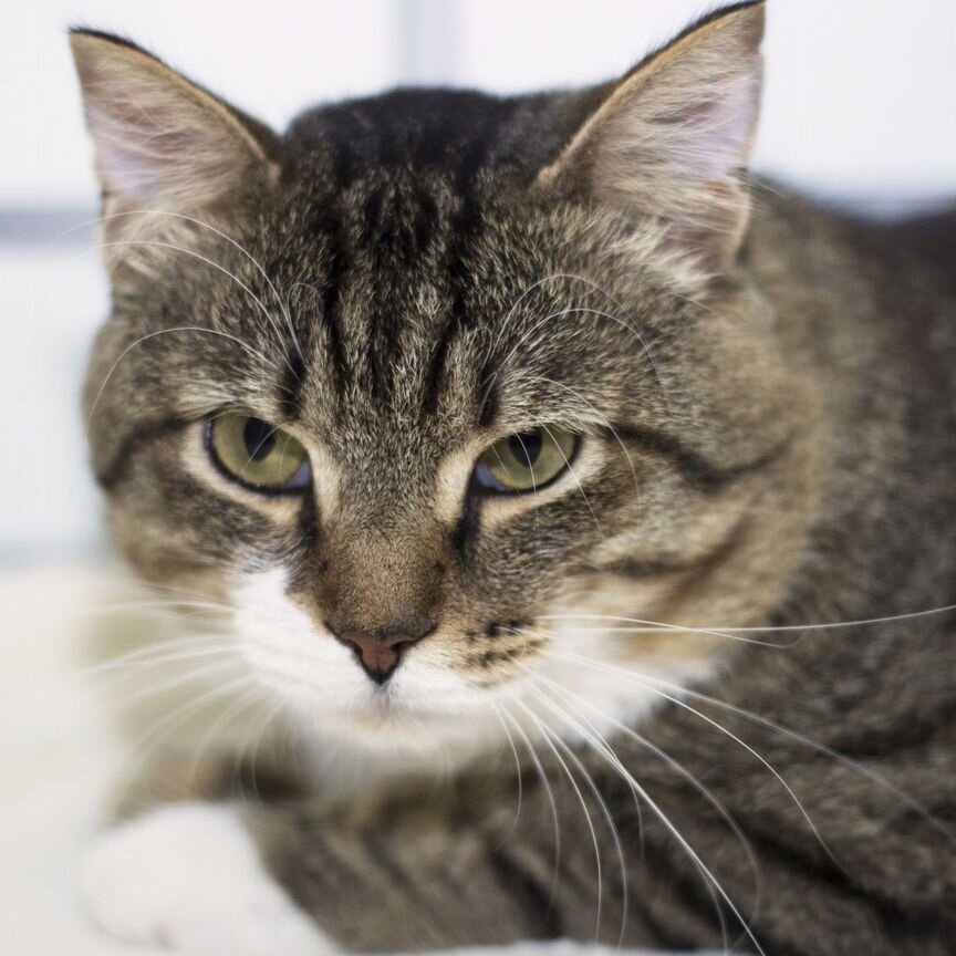 Камышовый котик ищет новых родителей