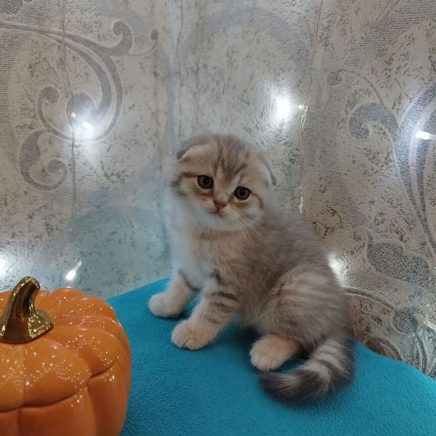 Вислоухие котята