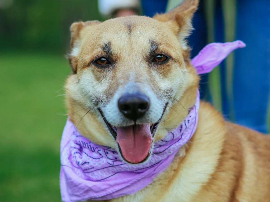 Собачка Шейла ищет дом