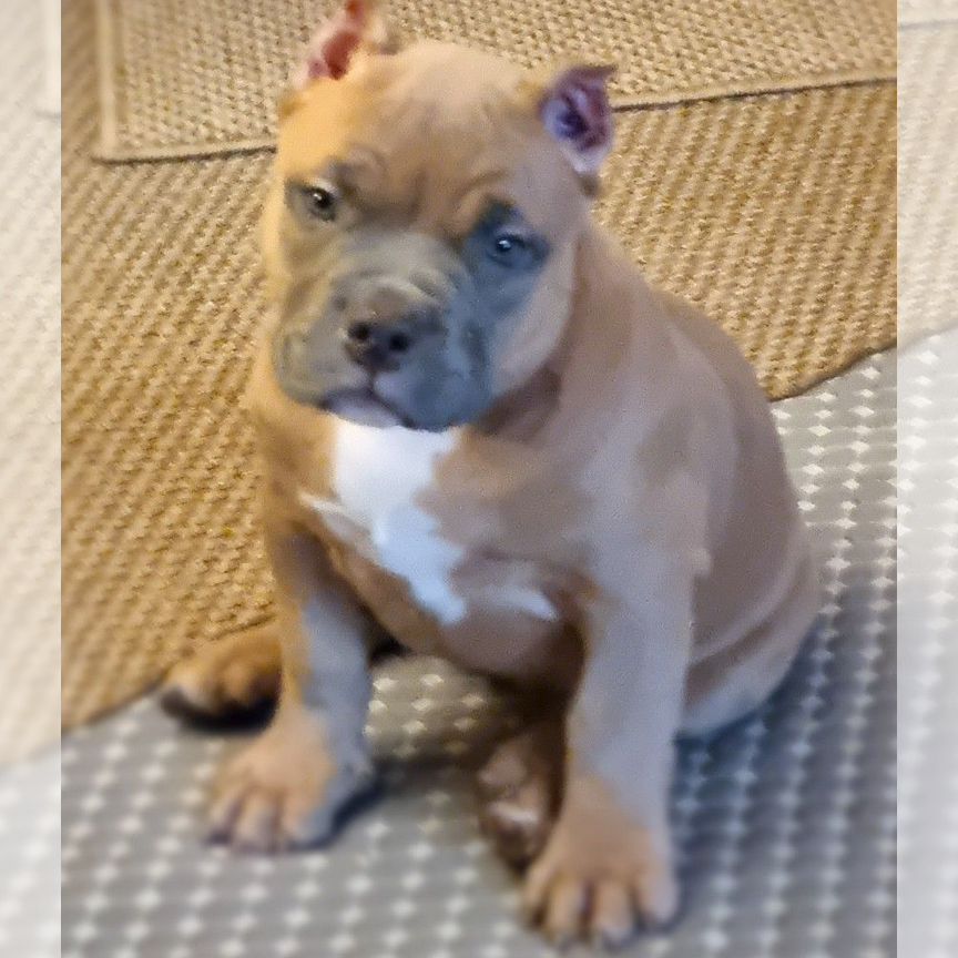 Американский булли, щенок