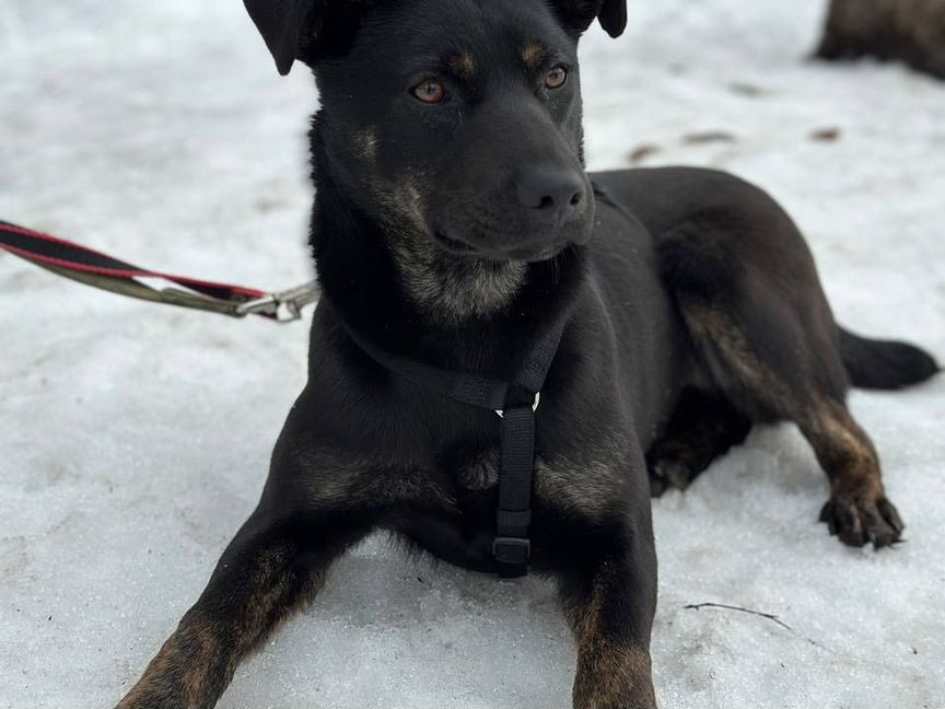 Маленькая Черничка