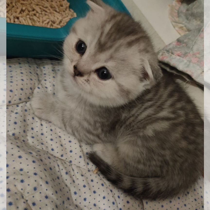 Шотландский котенок девочка др26 января