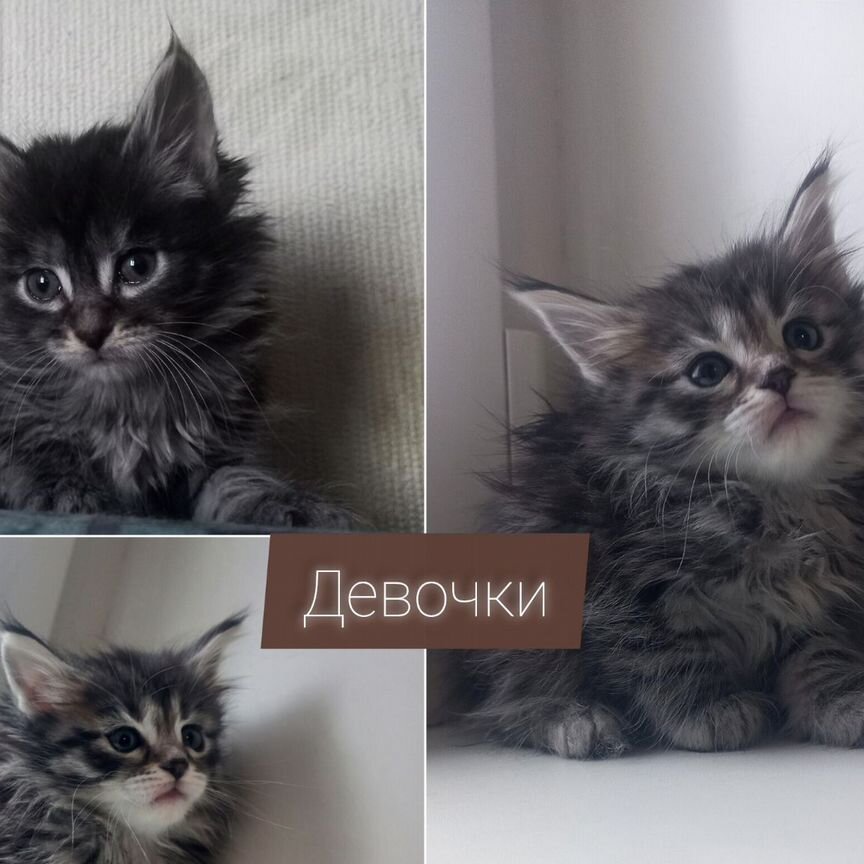Мейн-кун котёнок