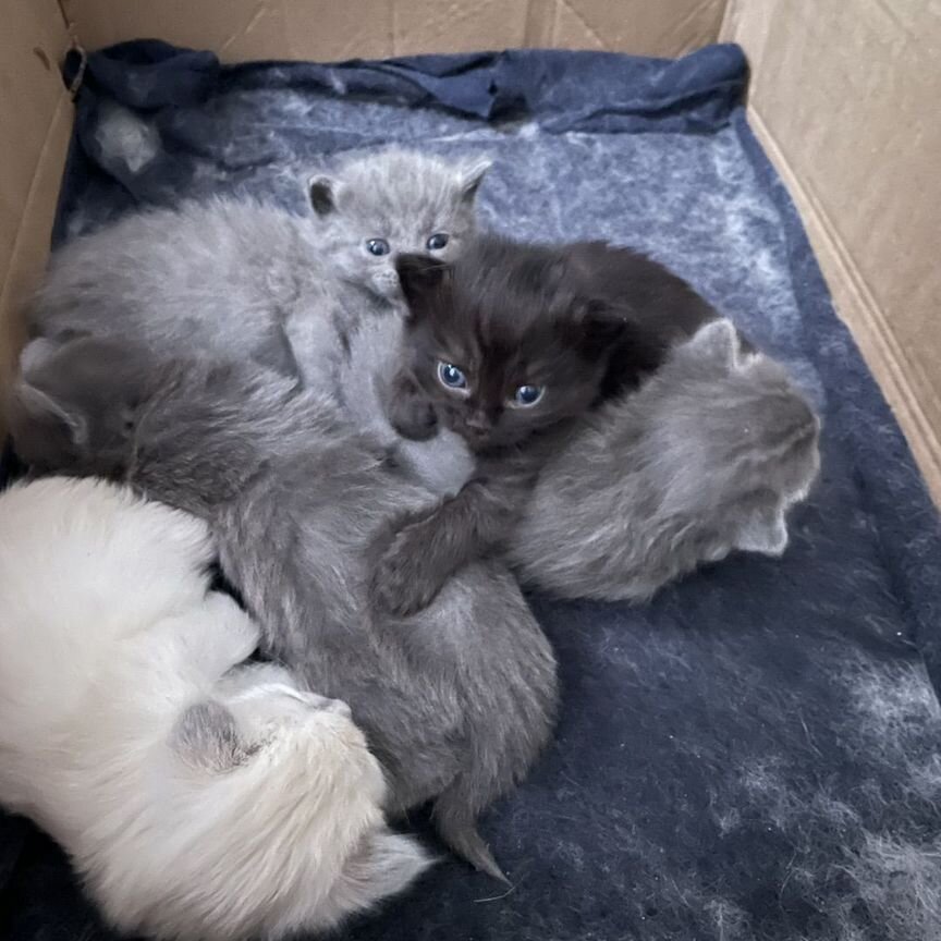 Котята в добрые руки бесплатно